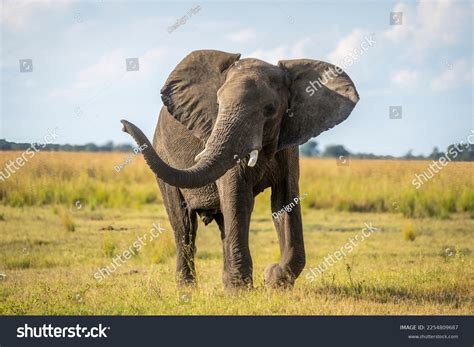 세상에서 가장 큰 코끼리