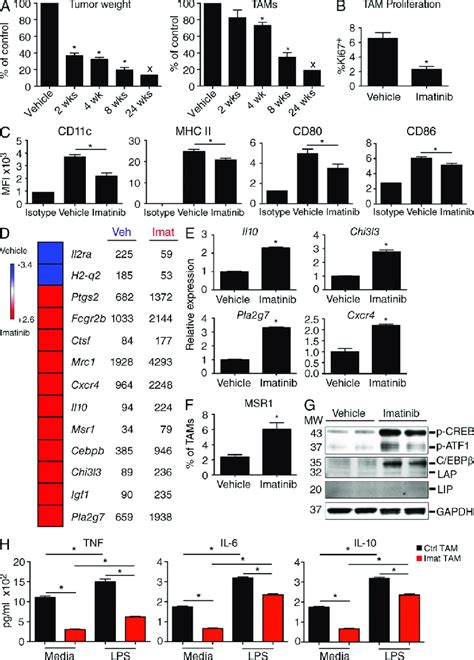 Tams Become M2 Like During Imatinib Therapy A Gist Mice Were Treated Download Scientific