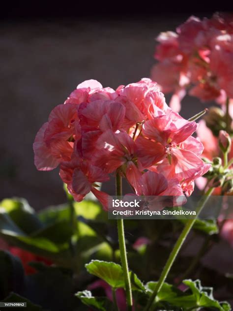 어두운 보케 배경에 피는 분홍색 제라늄 펠라고늄 꽃 머리를 닫고 선택적 초점 어두운 색에 대한 스톡 사진 및 기타 이미지