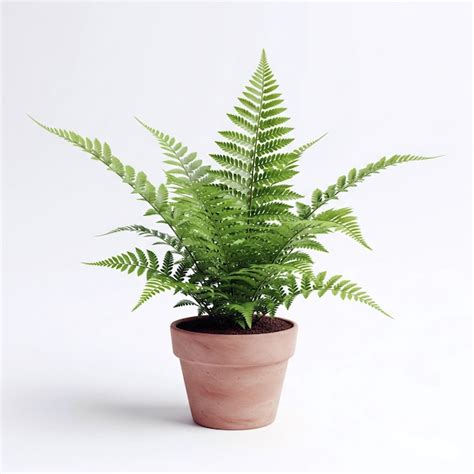 A Vibrant Potted Fern In A Terracotta Pot Against A White Background