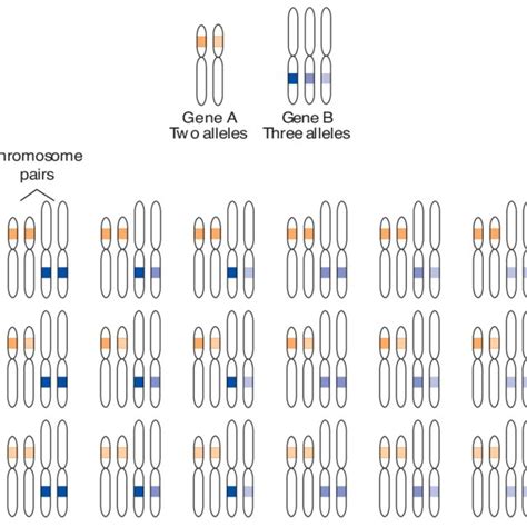 Pdf Quantitative Trait Loci Mapping
