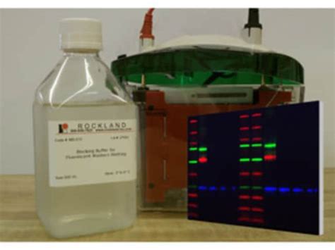 Rockland Immunochemicals Blocking Buffer For Fluorescent Western Blotting Fisher Scientific