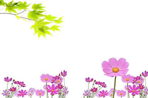 유토이미지 단풍잎과 코스모스