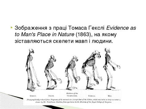 Еволюція людини Етапи еволюції людини Презентація Біологія