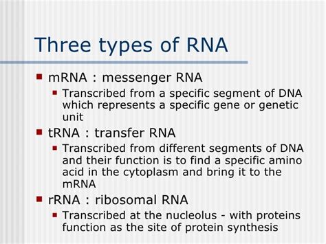 5 Dna Rna Protein Synthesis