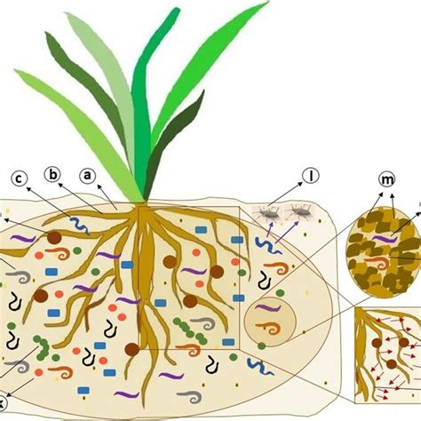 Diagrammatic Representation Of The ‘rhizosphere Along With The