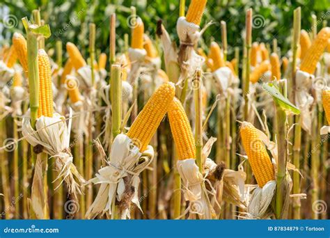 Close Up Corn Field On Crop Plant For Harvesting Stock Image Image Of