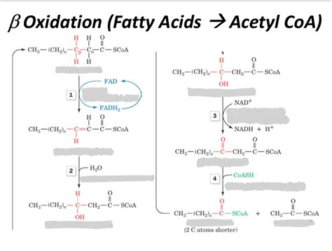 B Oxidation Fatty Acids Acetyl Coa Diagram Quizlet