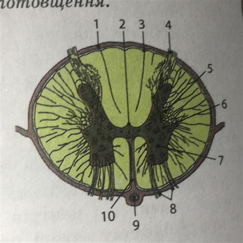 Помогите пж Отдаю последние балы Розгляньте поперечний зріз спинного мозку і визначте цифри