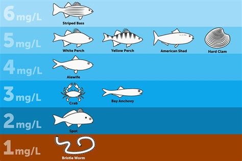 Causes Of Low Dissolved Oxygen In Water Atlas Scientific Causes Of Low Dissolved Oxygen In Water Atlas Scientific
