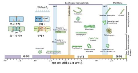 바이러스와 함께 진화한 남세균 23억년 전 지구에 산소 공급 중앙일보