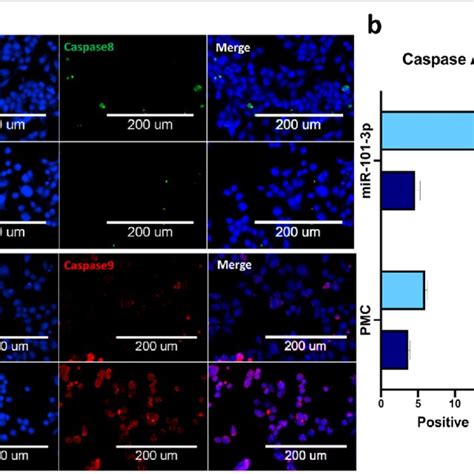 Differential Gene Expression In Hct116 Treated With Mir 101 3p Hct116