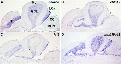 Expression Of Granule Cell Genes In Regions Of The Adult Cerebellum