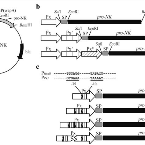 Schematic Representation Of The Expression Cassettes A Map Of The Download Scientific Diagram