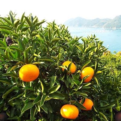せとかが咲いたけど形がいびつ みかん 半放任プランター果樹栽培 めもまのめも