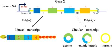 Circular Rna Unlocking Next Generation Cell And Gene Therapy With