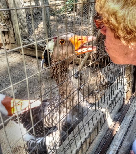 Lady And Goose Free Stock Photo Public Domain Pictures