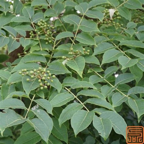 Phellodendron Bark Extract Berberine Hcl Hydrochloride 97 High