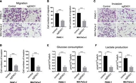 Eno1 Knockout Reduced Cell Migration Invasion And Glycolysis In Pdac