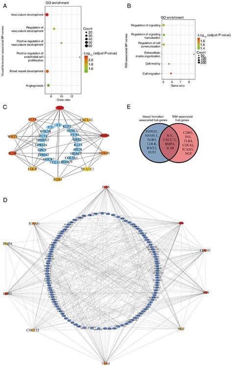Microarray And Bioinformatics Analysis Were Used To Identify The Download Scientific Diagram