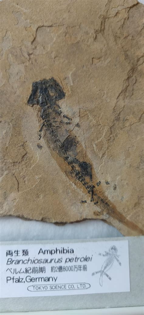 Bought This Amphibian Fossil A Few Years Back Are Organs Preserved In This Specimen R Fossilporn
