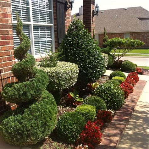 Blue Point Spiral Juniper Tree Topiary Juniper Tree For Sale Plantingtree
