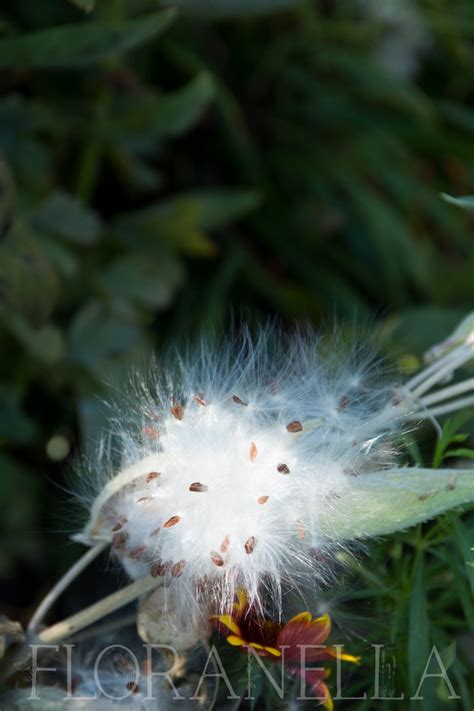 How To Grow Milkweed For Pollinators Floranella