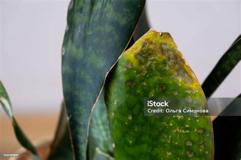 산세비에리아 성장 문제 나뭇잎에 곰팡이 감염 노란 잎 뿌리 썩음 식물 구조 화분 식물의 질병 치료 거미에 대한 스톡 사진 및 기타 이미지 Istock