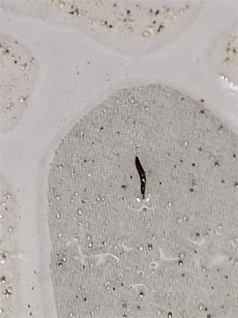 화장실에 검은진드기애벌레 지식in