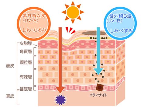 日焼けは肌老化の原因！男性でもできる紫外線対策を3つ紹介 メンズ美容ブログ（仮）