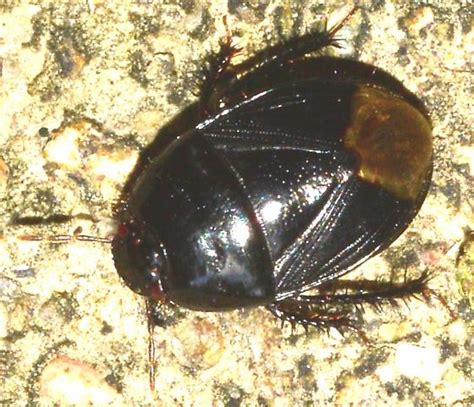 Tiny Black Ground Bug Pangaeus Bilineatus Bugguide Net