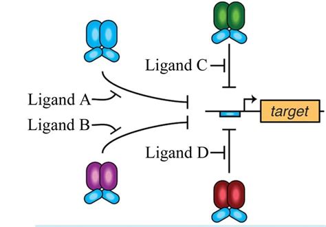 New Synthetic Gene Circuits Can Perform Complex Teaching Science