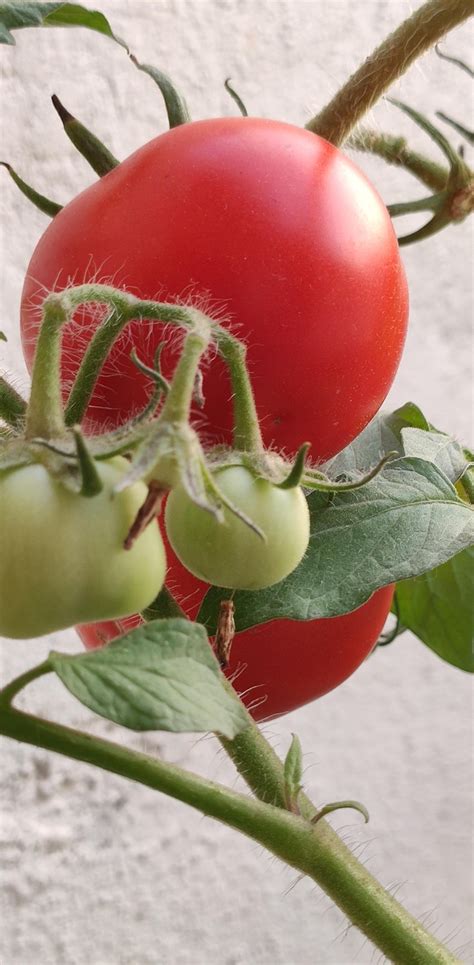 Tomatoes 2 2wvhj Jlrm Object Detection Dataset By Roboflow100vl Full