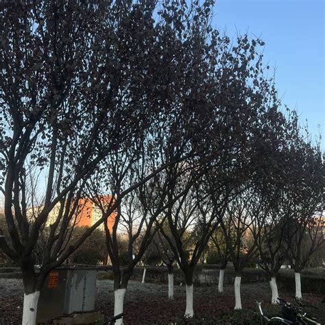 人工智能应用工程师：条件是什么？需要什么流程？什么内容？证书包括进行