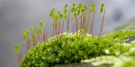 Bryophyta Classification Distribution Characteristics Plantlet