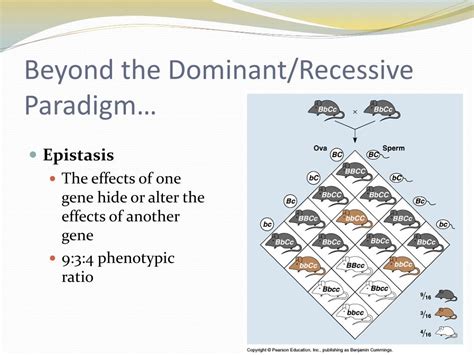 Ppt Ap Bio Thursday 3 17 11 Genetic Patterns Of Inheritance Powerpoint Presentation Id 3596042