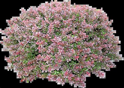 紫叶小檗07 花瓣网