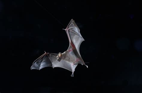 Migratory Bats Tracked For The First Time Ever Using New Algorithm