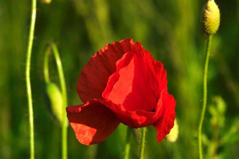 Premium Photo Close Up Of Poppy