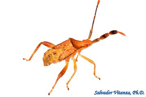 Hemiptera Heteroptera Coreidae Leaf Footed Bugs Nymph B Urban Programs El Paso County