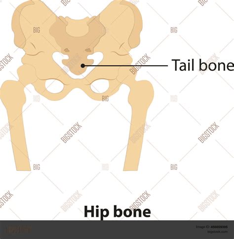 Human Hip Bone Tail Vector And Photo Free Trial Bigstock