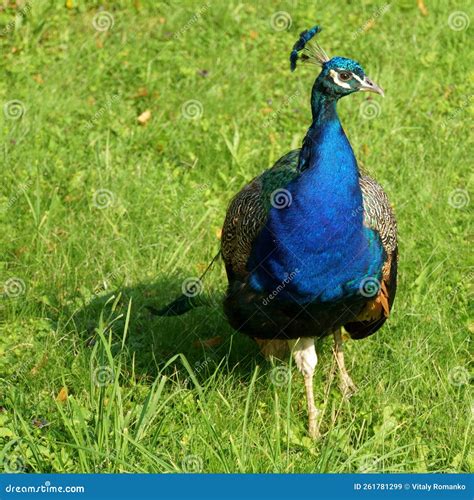 Peacock Walking On The Grass Stock Image Image Of Peacock Walking