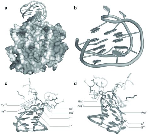 Three Dimensional Crystal Complex Of Thrombin Binding Aptamer Tba Download Scientific Diagram