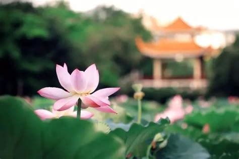 皇上您还记得当年大明湖畔的夏雨荷吗 知乎