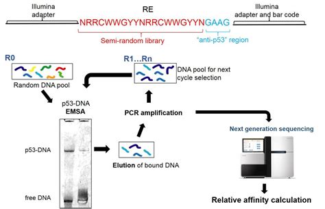 SELEX Seq Tali Harans Lab