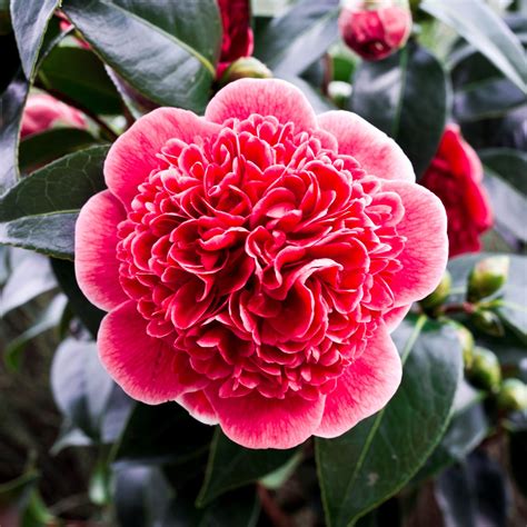 Camellia Plant Types At Robert Lindsay Blog