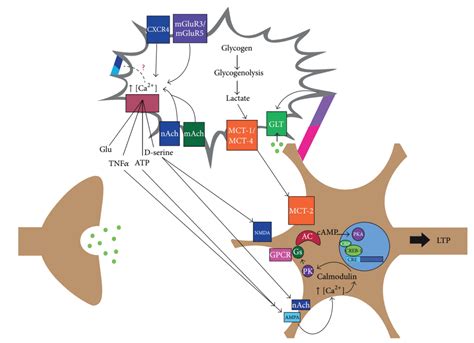 Astrocyte And Plasticity——accegen
