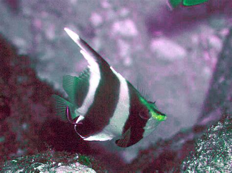 チョウチョウウオ科 Chaetodontidae ミナミハタタテダイ