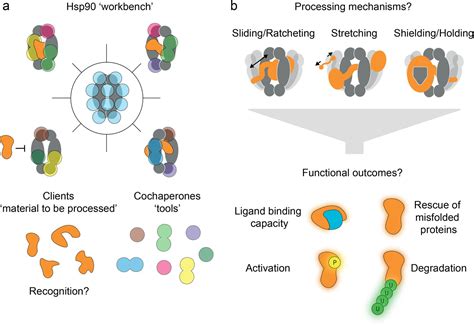 Figures And Data In The Known Unknowns Of The Hsp90 Chaperone Elife