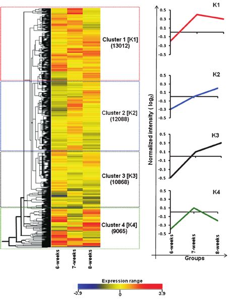 Summary Of K Means Analysis Applied On Normalized Hybridized Signals Download Scientific